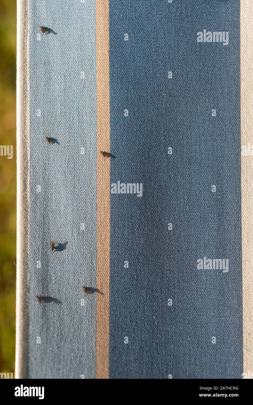 Tissu animal hi-res stock photography and images - Alamy