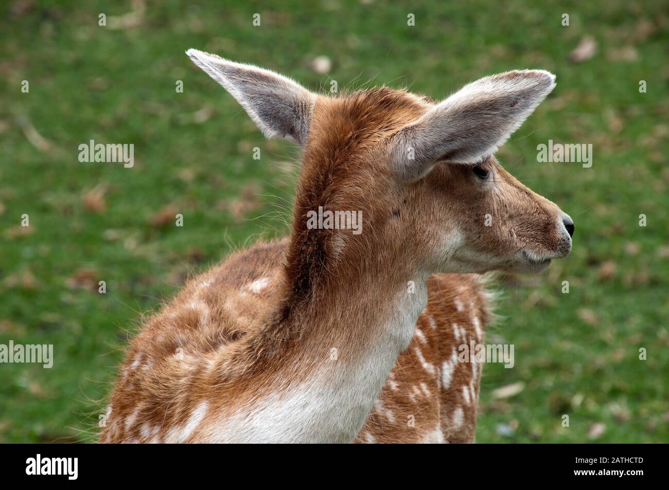 Mogo Australia, close up of head and ears of a fallow deer Stock Photo ...