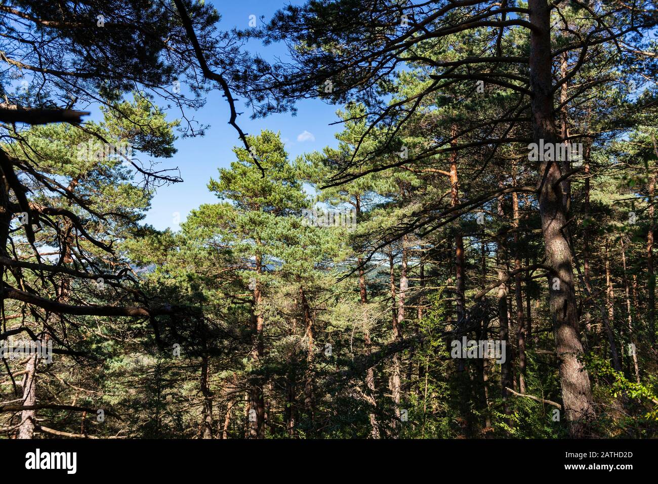 Conifère vert hi-res stock photography and images - Alamy