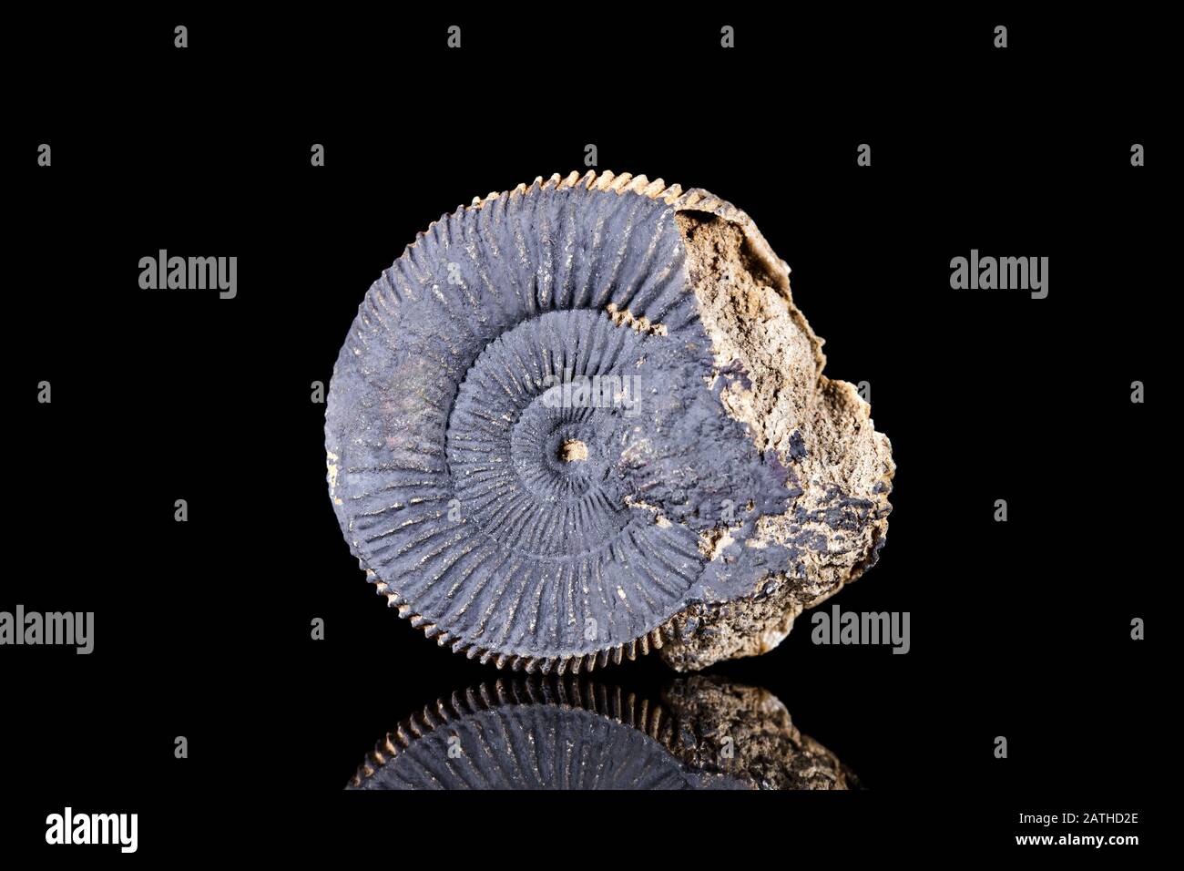 Petrified Ammonoid fossil in front of black background, Paleontology ...