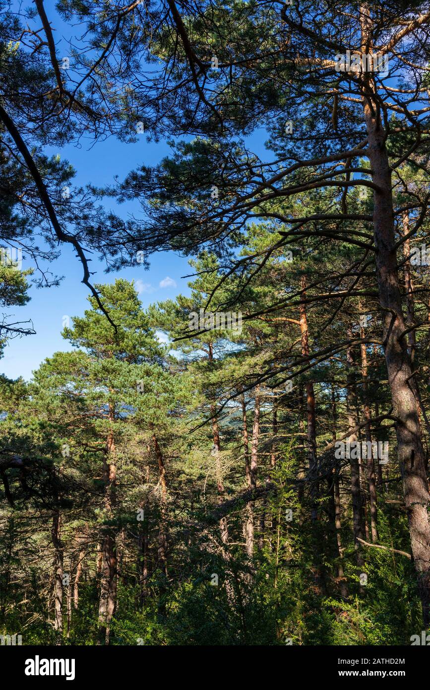 Flore de montagne hi-res stock photography and images - Alamy