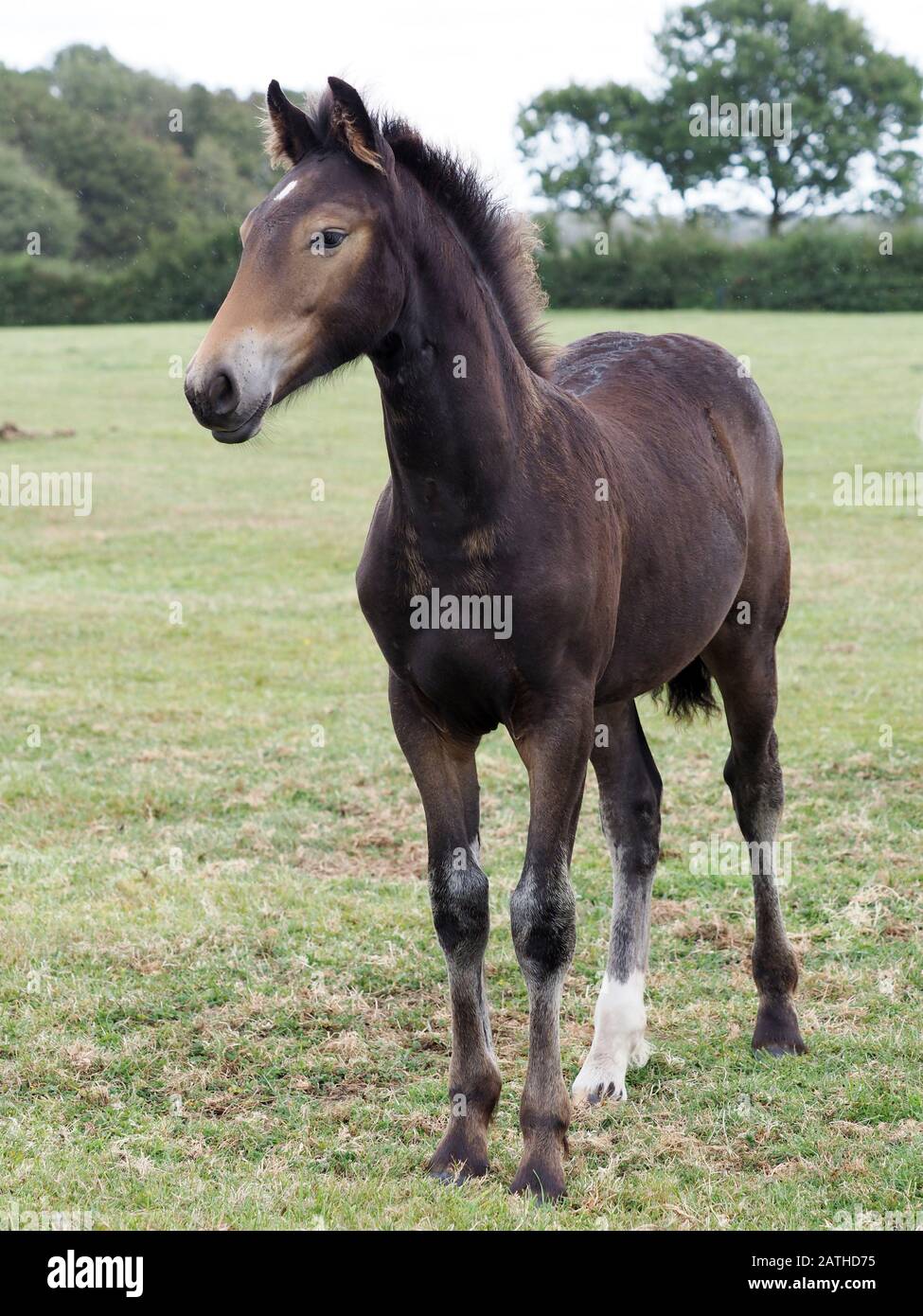 Yearling Horse High Resolution Stock Photography and Images - Alamy