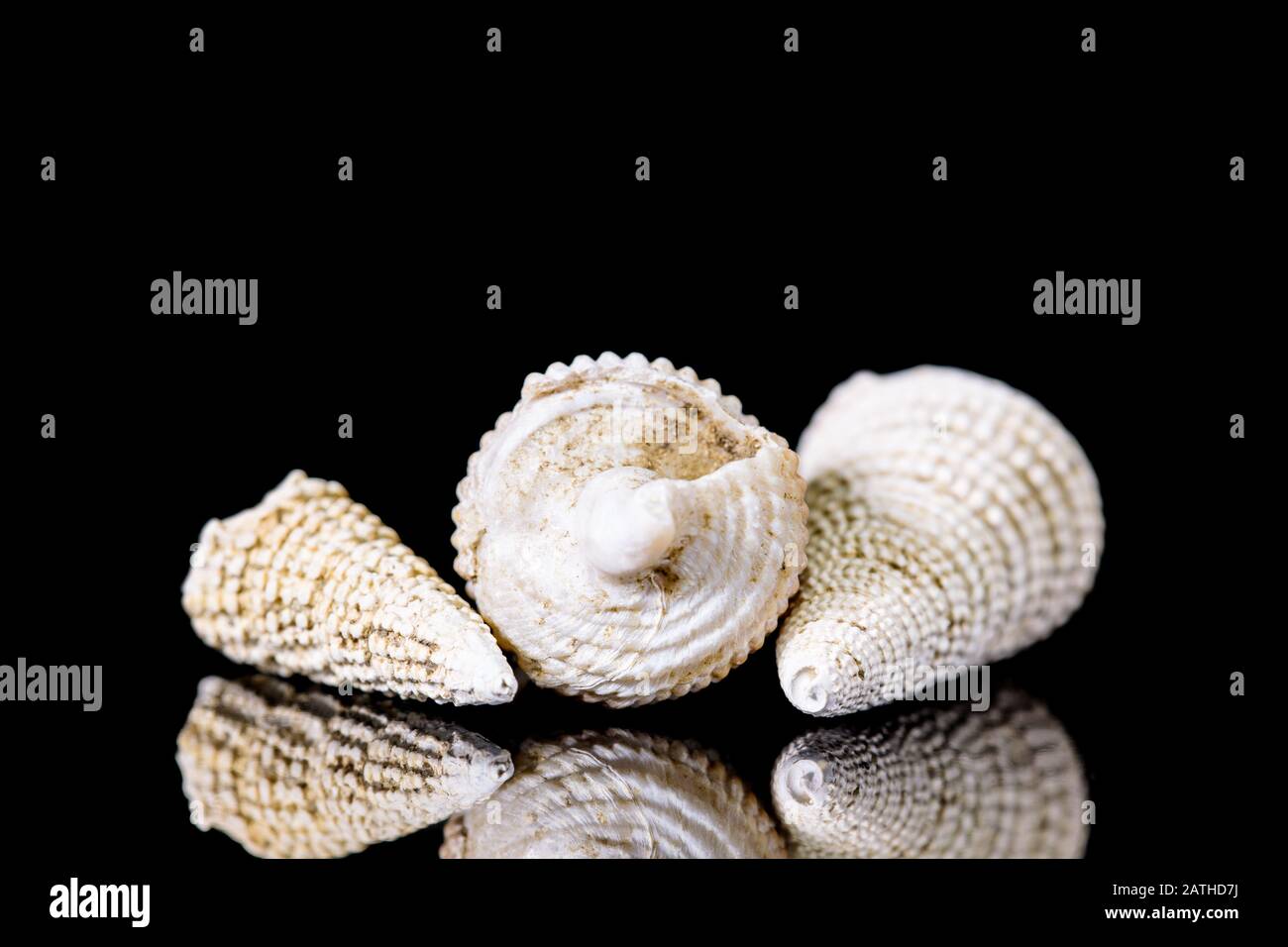 Three petrified enidae shell fossils in front of black background ...