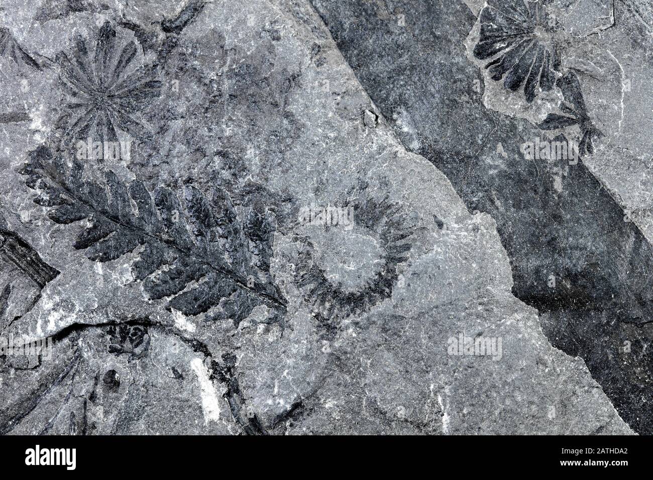 Closeup of petrified fern fossil, pattern background with details of ...