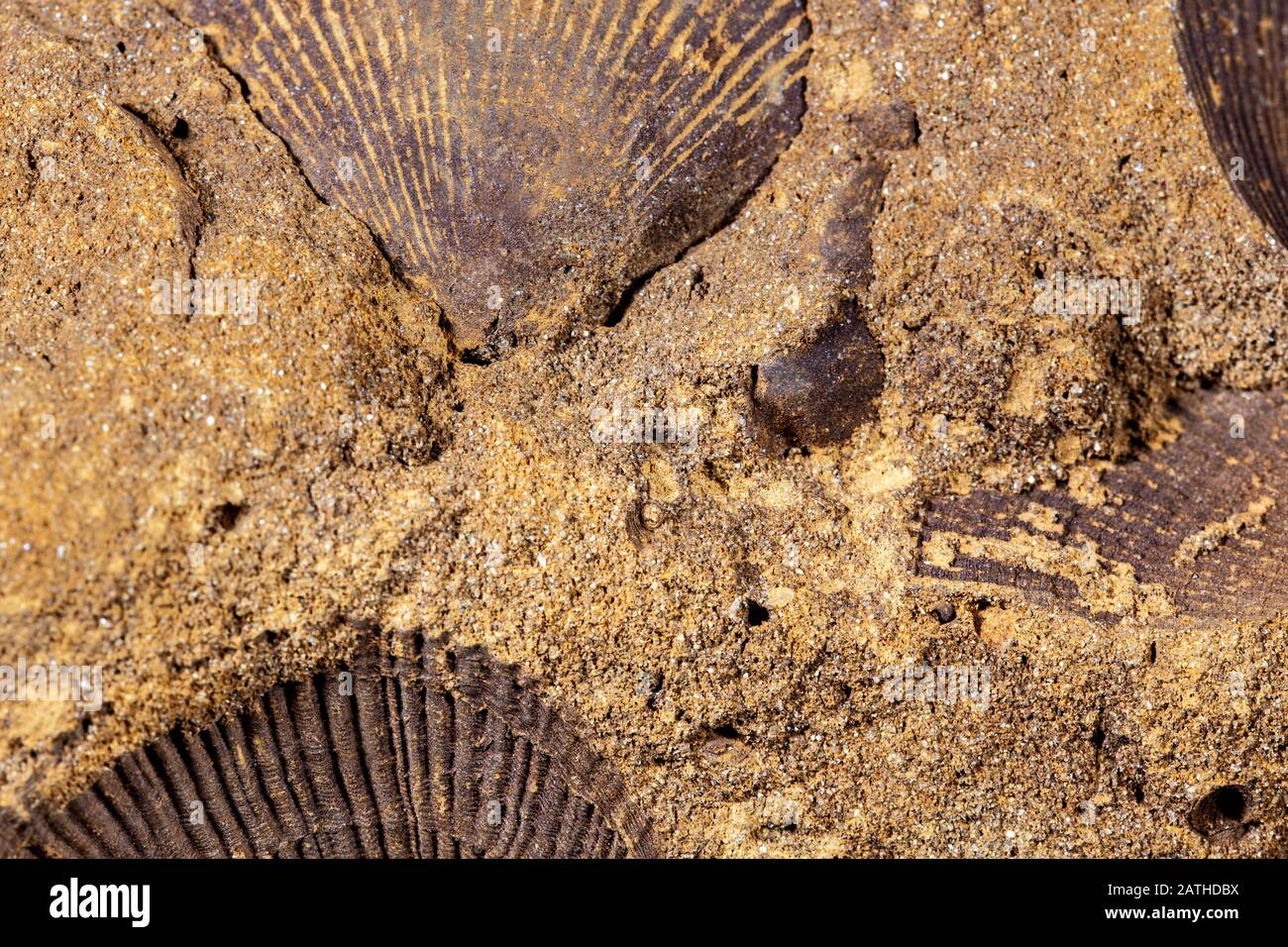 Closeup of petrified shell fossils into sand stone, pattern background ...