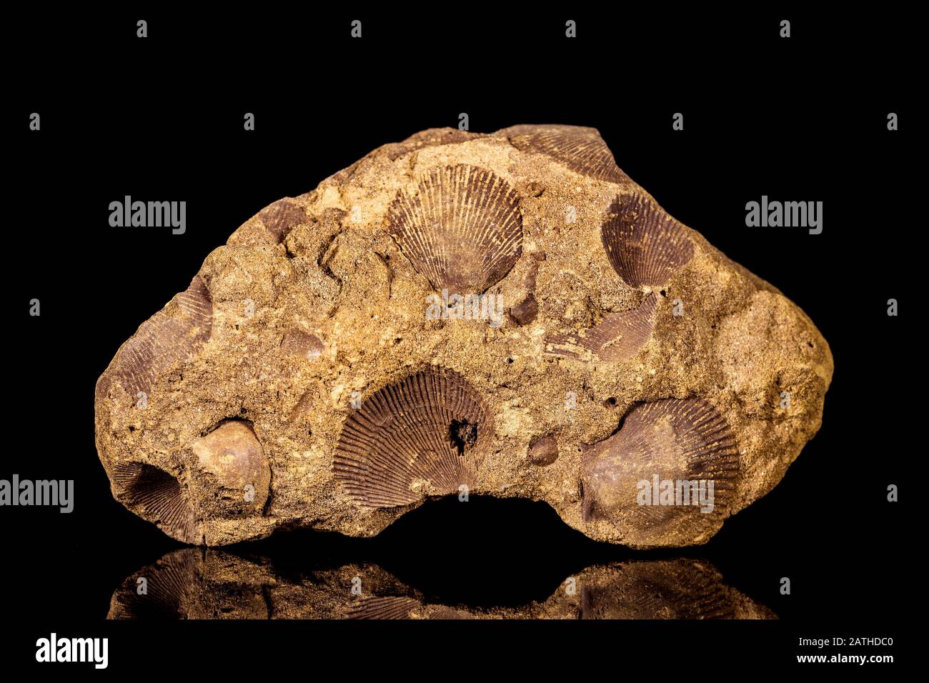 Petrified seashell or shell fossil on a sand stone in front of black ...