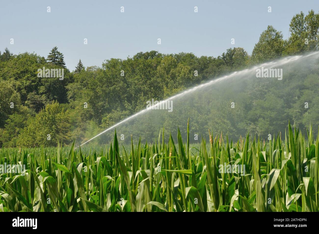 Water sprinkler installation in a field of maize Stock Photo - Alamy