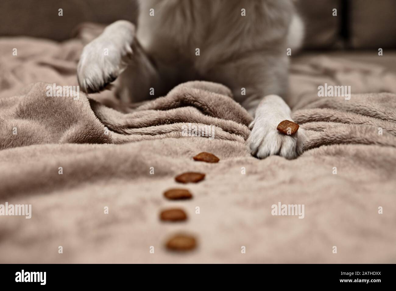 Dog´s paw and a dog treats line, obedient training and tricks with food ...