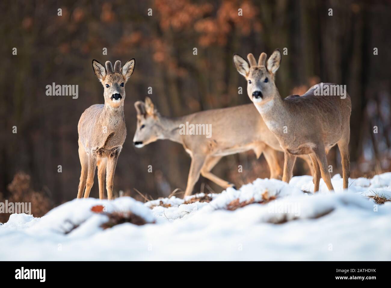 Multiple wild deer bucks in wintry wildlife scenery from nature Stock ...