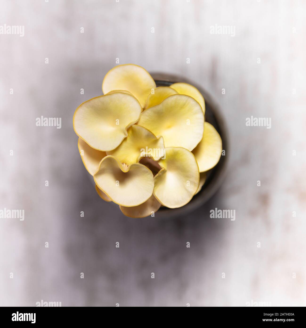 Topview, golden oyster fungi growing up on a mushroom farm ...