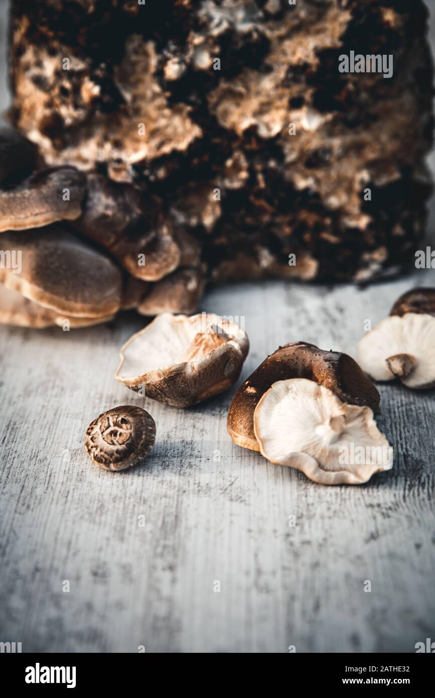 Homemade fungiculture kit for shiitake mushrooms, harvest from the ...