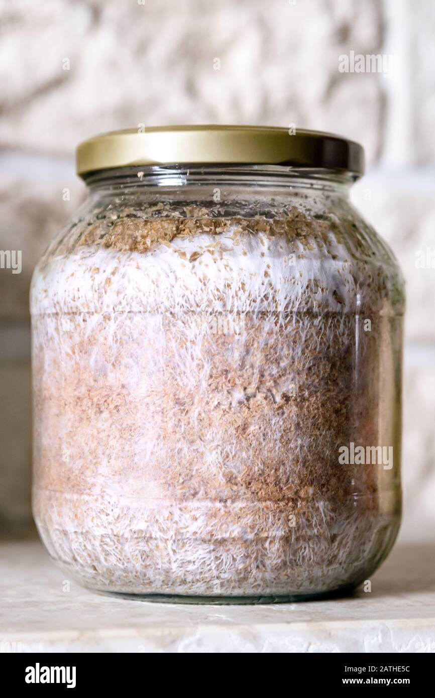 one glass container with inoculated fruiting fungal mycelium, home ...