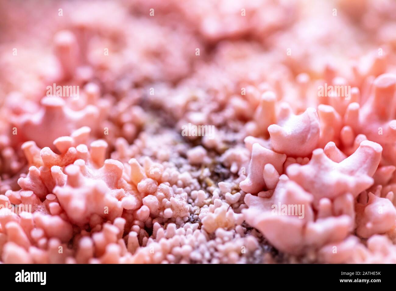 Details of mushroom fruiting body at growth, fungiculture and ...