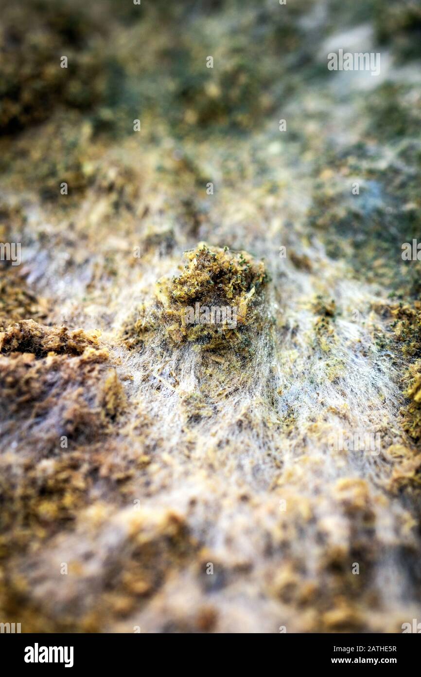 Contamination of an inoculated mycelium substrate at a mushroom farm ...