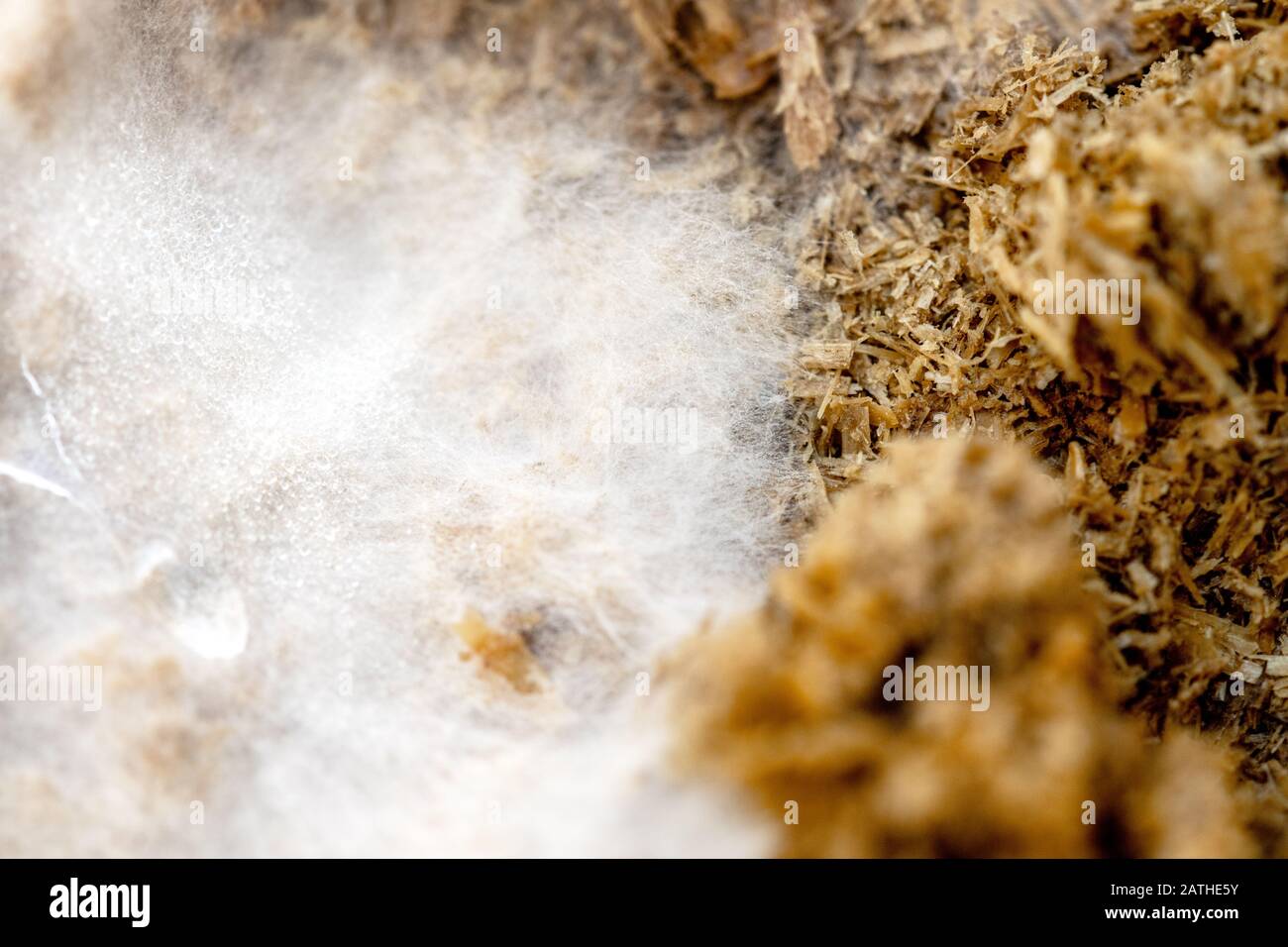 Macro, mycelium and fungal spores on growth medium, early stage of ...