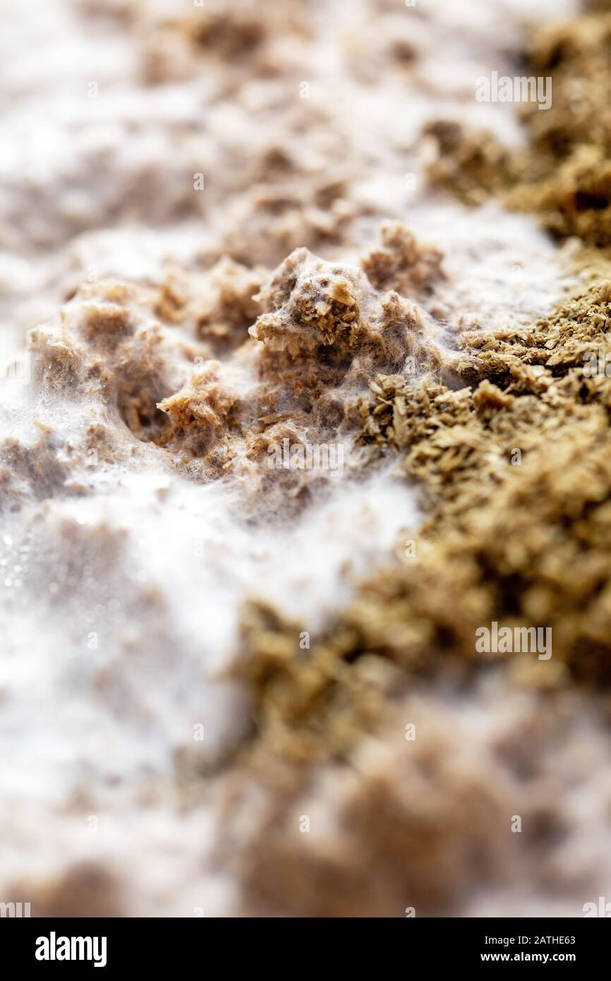 Initial Phase of fungiculture, mycelium and fungal spores growing up on ...