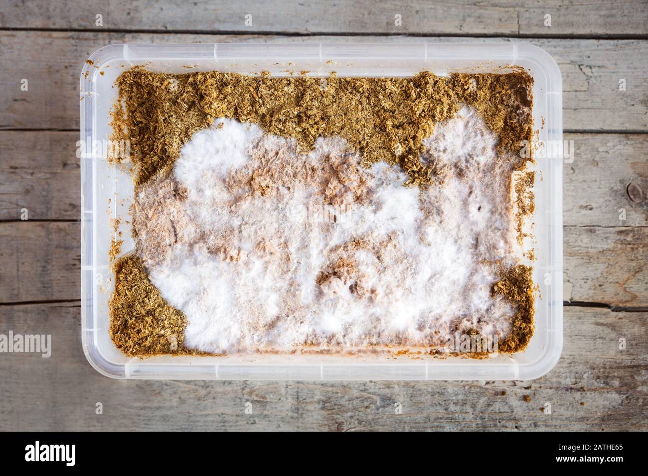 Pilzzuchtkulturen hi-res stock photography and images - Alamy