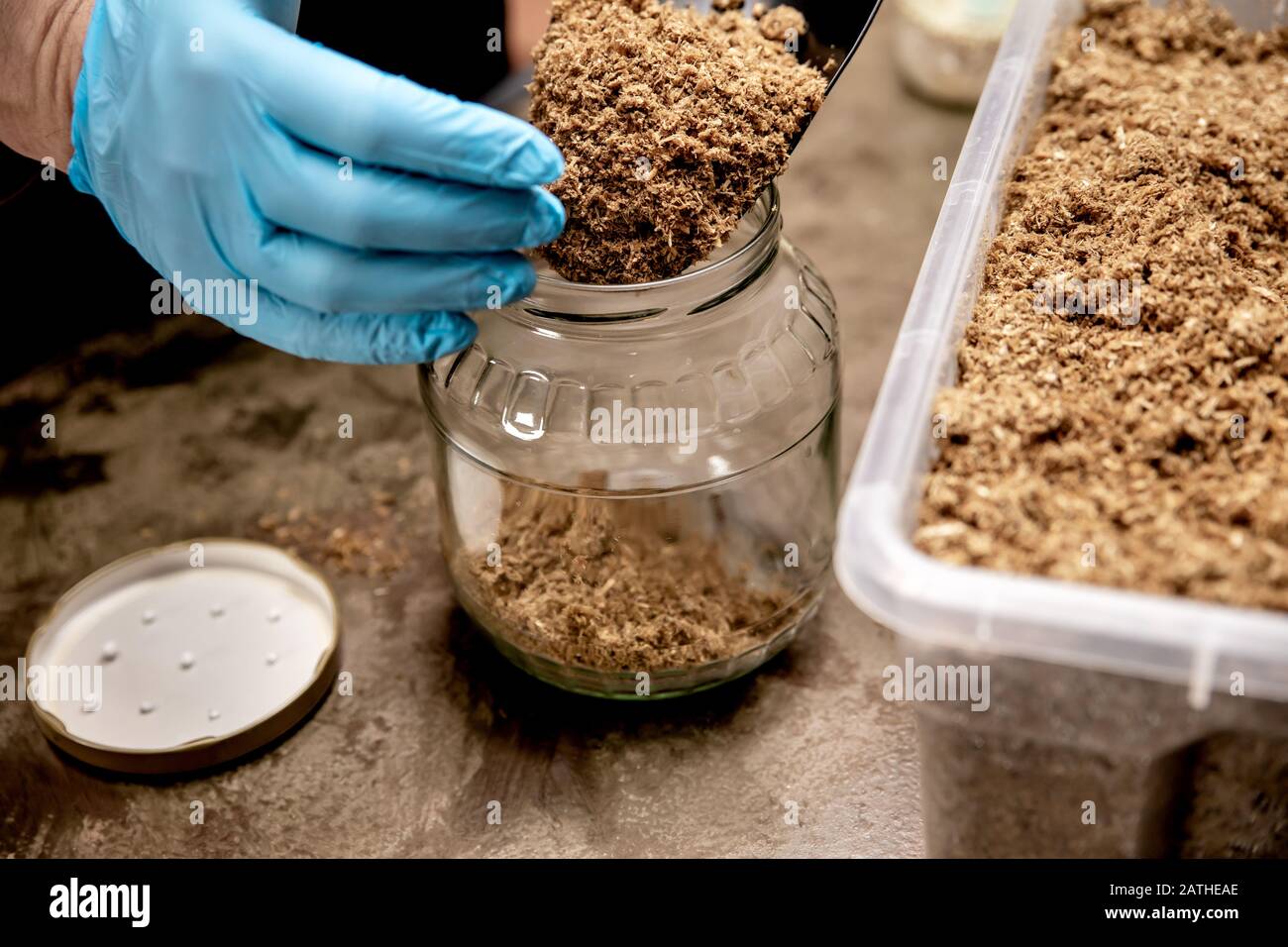 Preparation of mycelium on organic substrate, fungiculture and mushroom ...