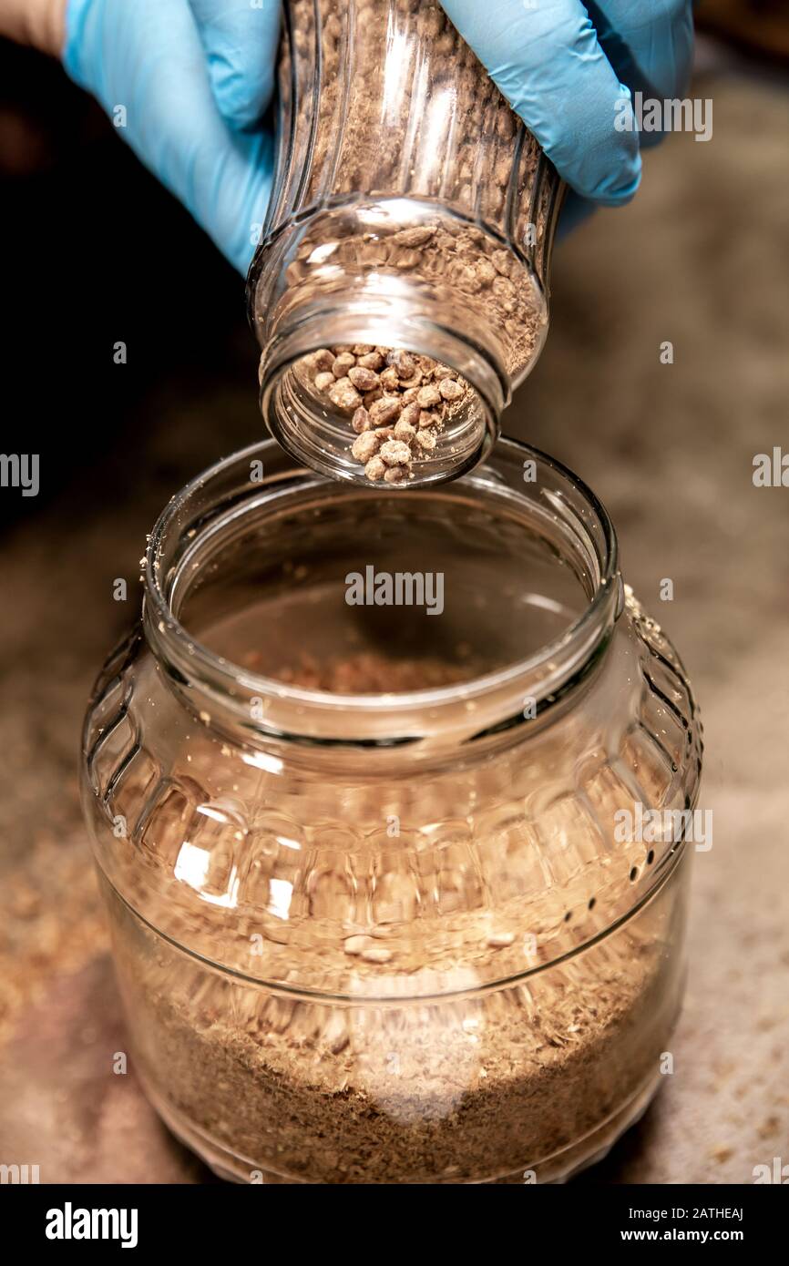 Preparation of mycelial pellets with organic substrate, work on a ...