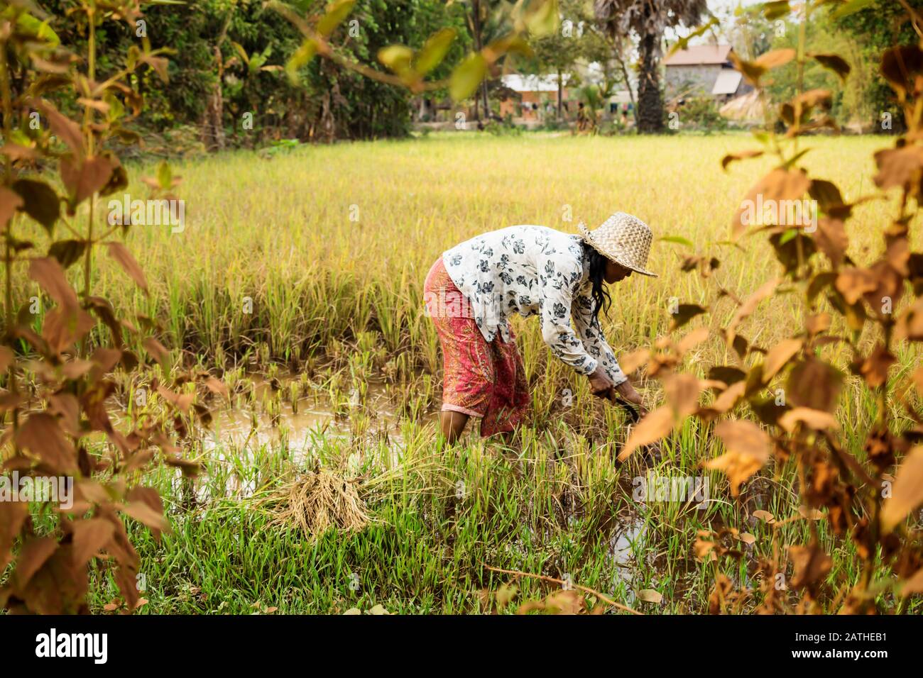 Cambodian farmers plant rice rice hi-res stock photography and images ...
