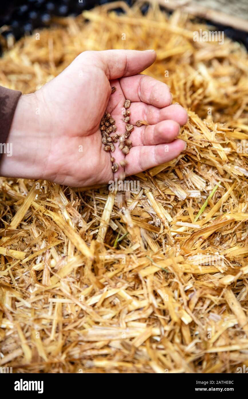 fungiculture and mushroom farming with mycelial pellets and organic ...