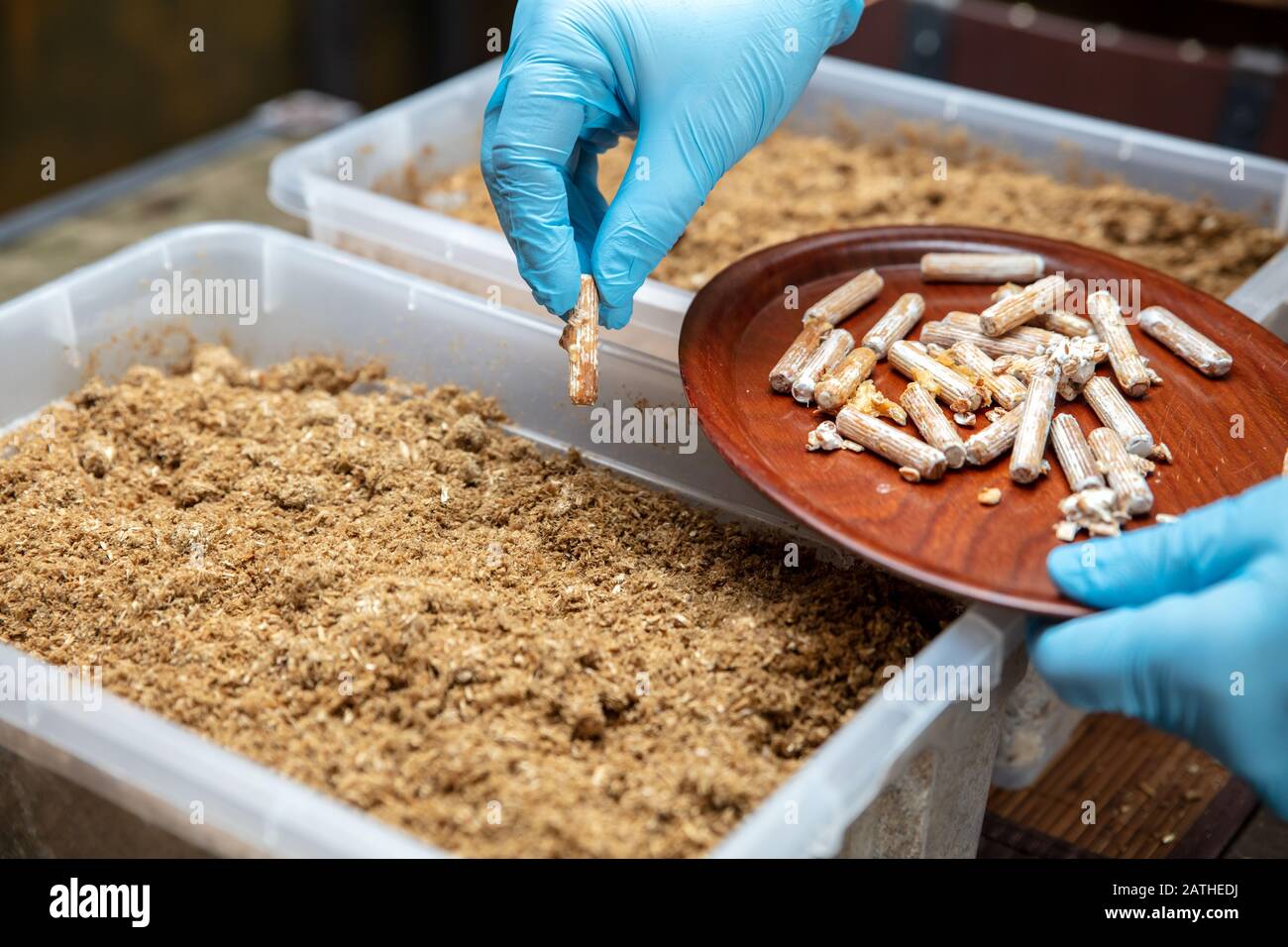 Workplace in a mushroom farm, man is inoculating mycelial wooden ...