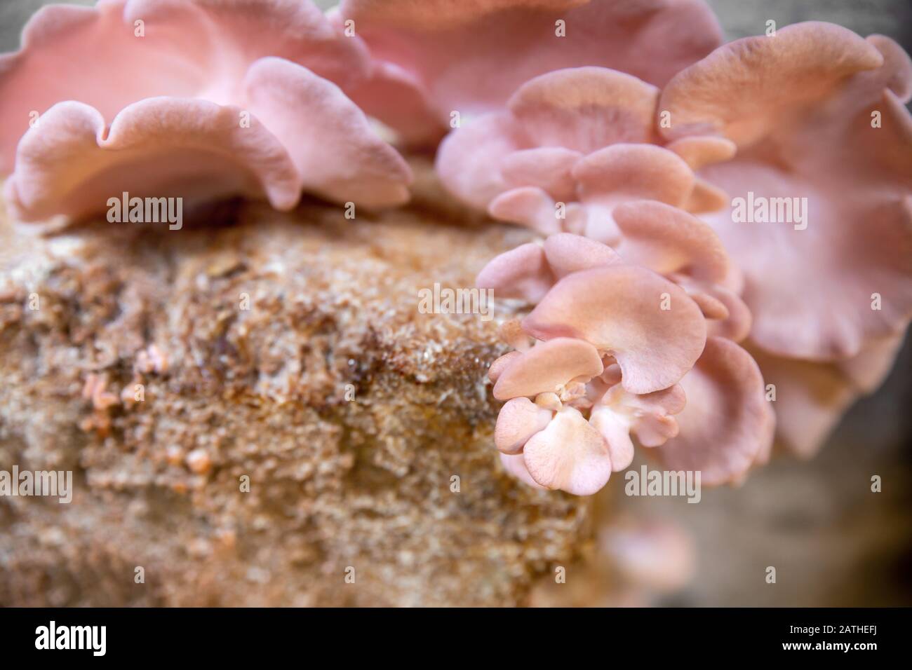 Details of pink oyster mushrooms on top of fruiting substrate, home ...