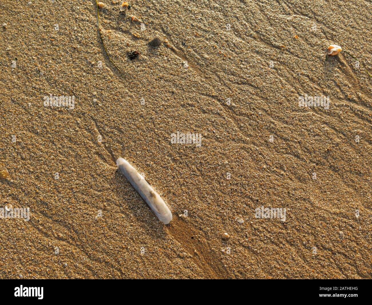 shells in the sand at the beach Stock Photo - Alamy