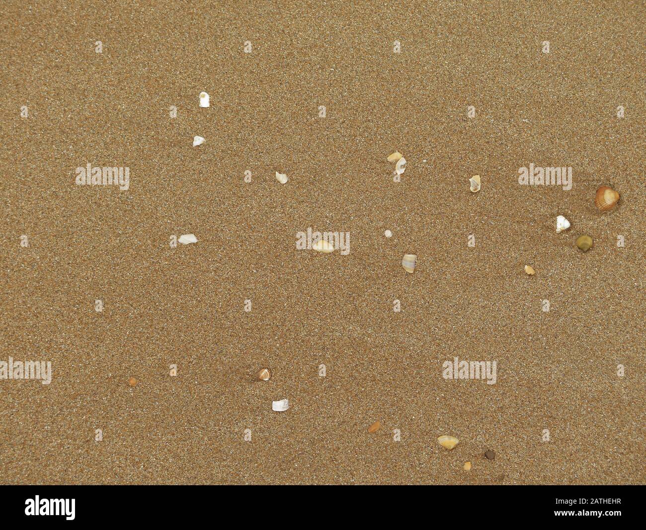 shells in the sand at the beach Stock Photo - Alamy