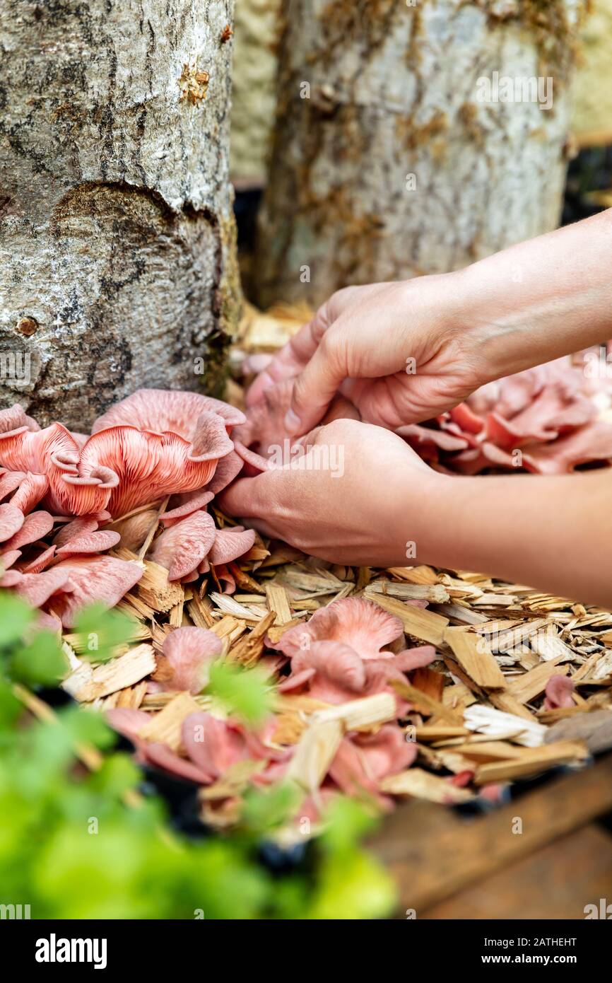 Harvesting and farming of Pleurotus djamor, mushroom farm and ...