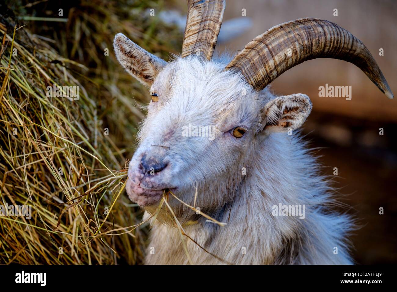 Portrait of an adult pygmy goat eating hay in winter Stock Photo - Alamy