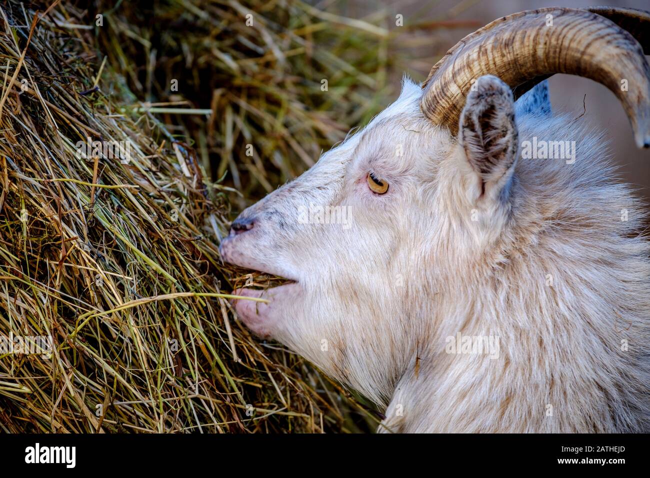 Portrait of an adult pygmy goat eating hay in winter Stock Photo - Alamy