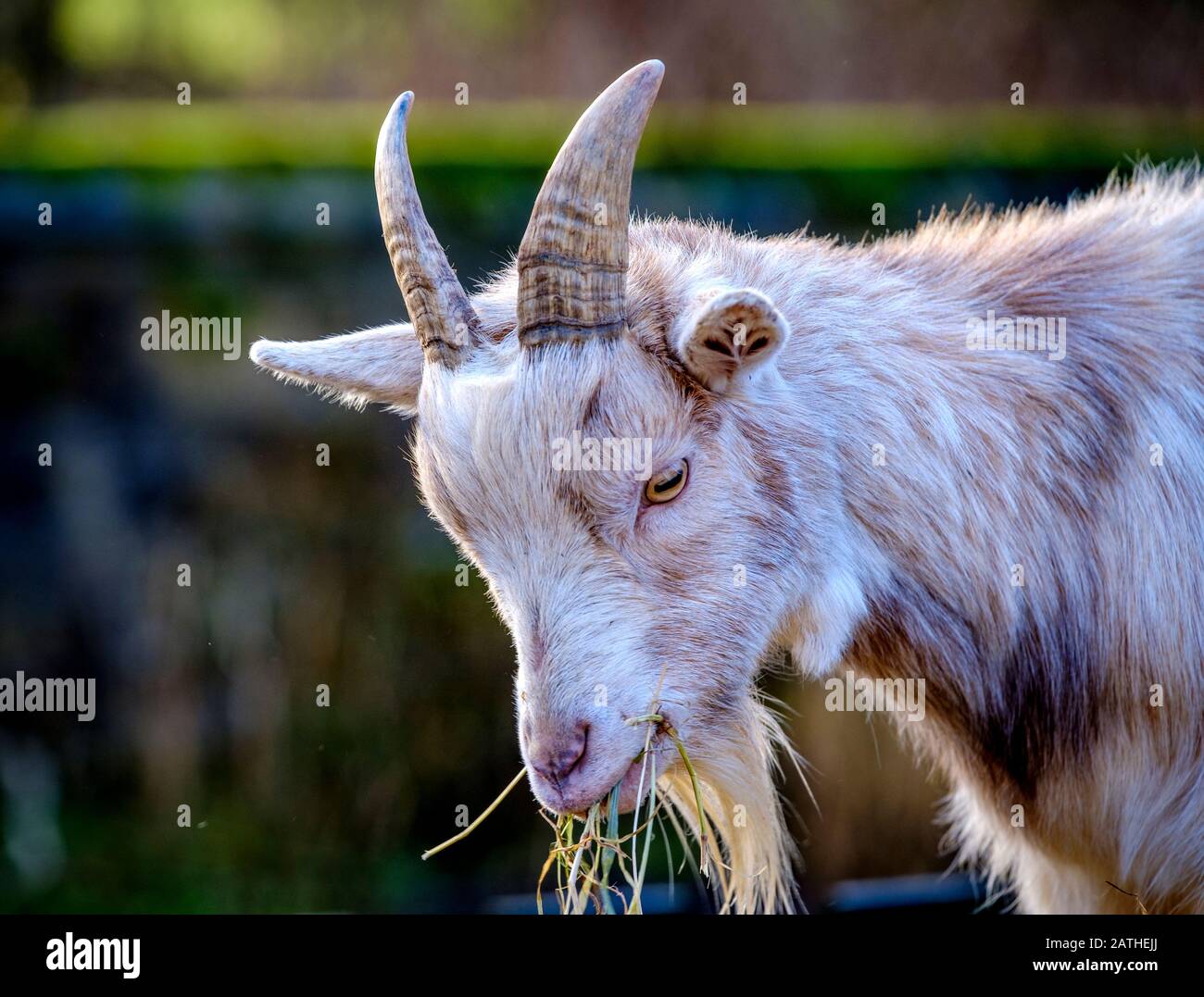 Portrait of an adult pygmy goat eating hay in winter Stock Photo - Alamy