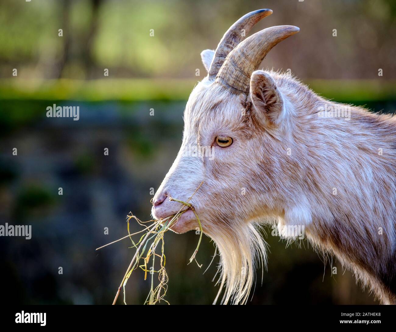 Portrait of an adult pygmy goat eating hay in winter Stock Photo - Alamy