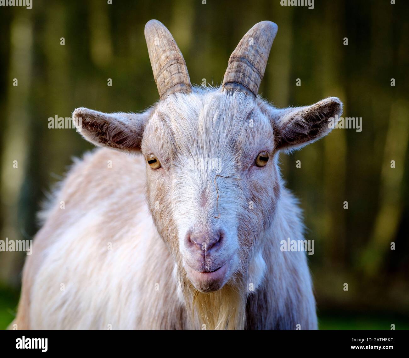 Tame goat hi-res stock photography and images - Alamy