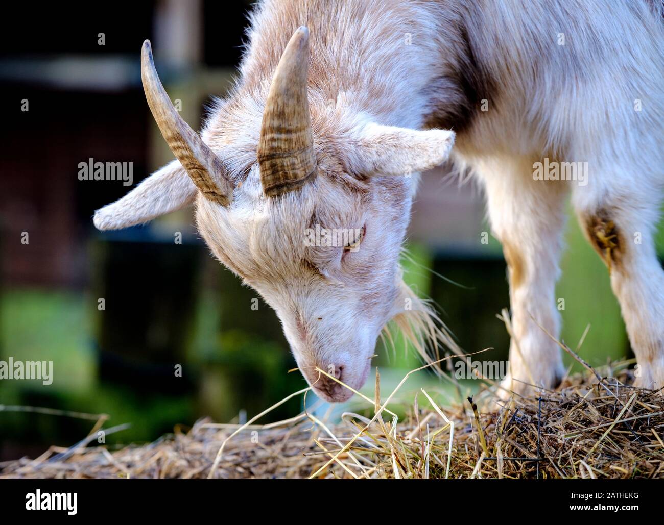 Eating goat hi-res stock photography and images - Alamy