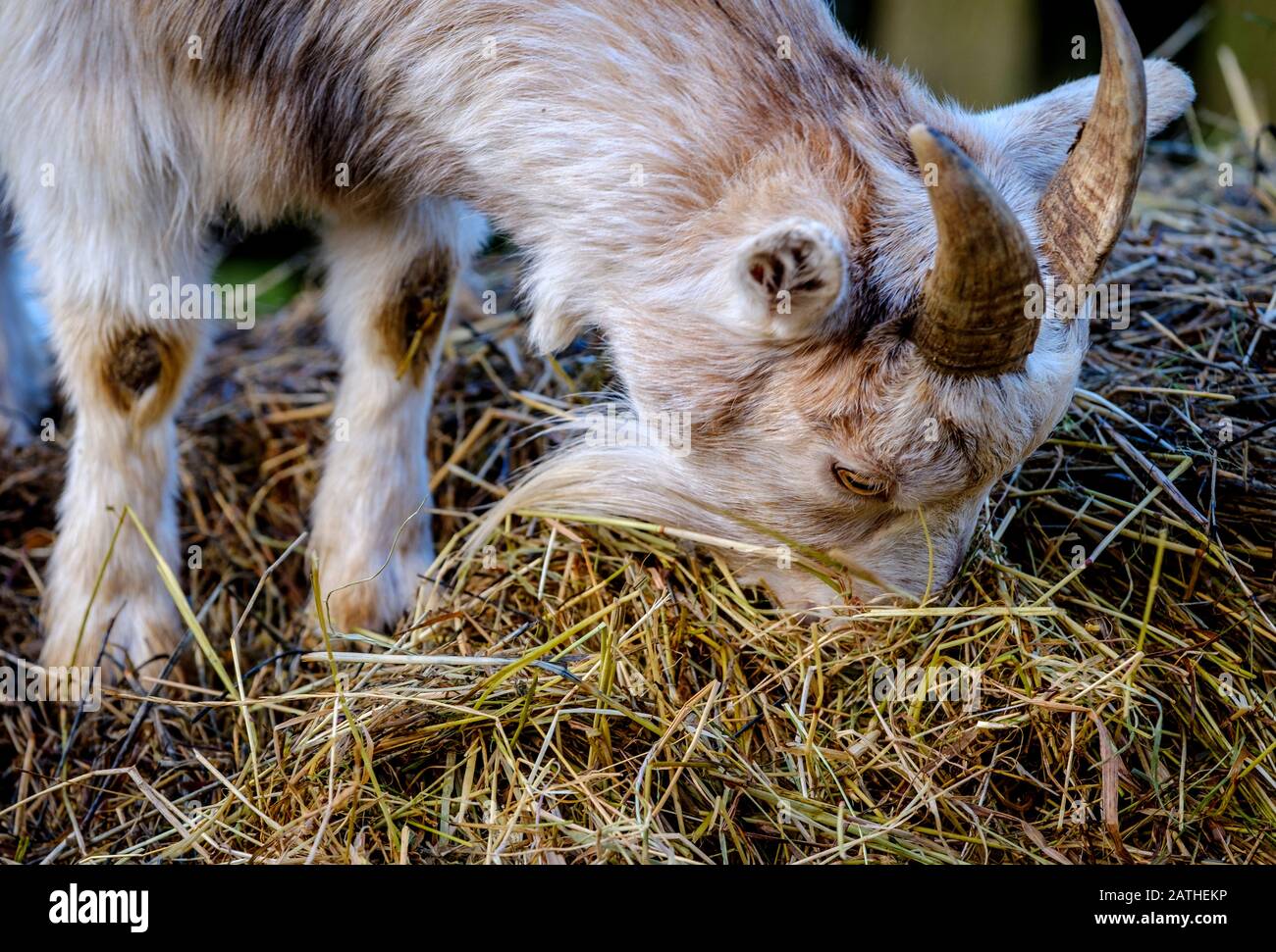 Portrait of an adult pygmy goat eating hay in winter Stock Photo - Alamy
