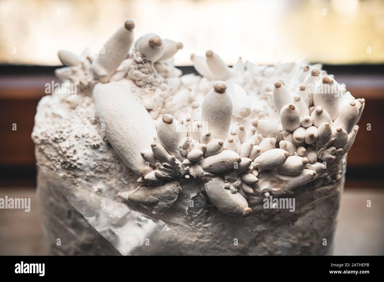 Lots of king oyster mushrooms growing up on a substrate block with ...