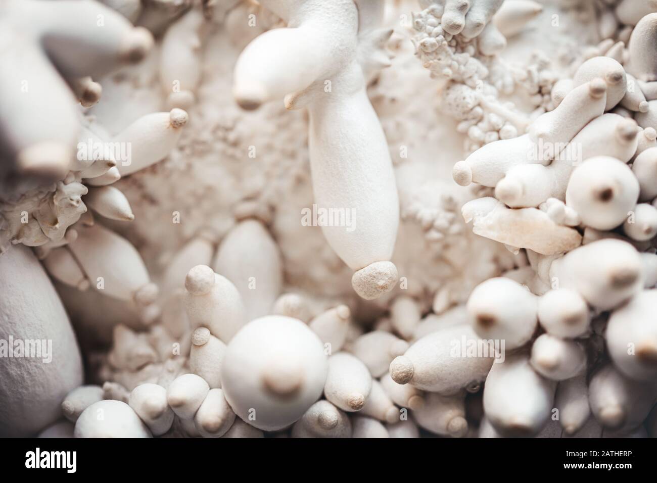 Closeup, fruiting and growing up of king oyster mushrooms on substrate ...