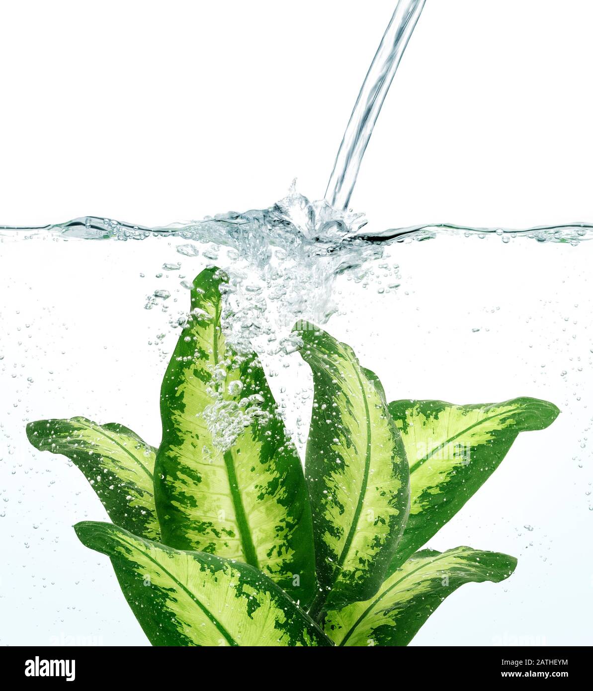 Green leaves into water and fresh water jet splashing on against white ...