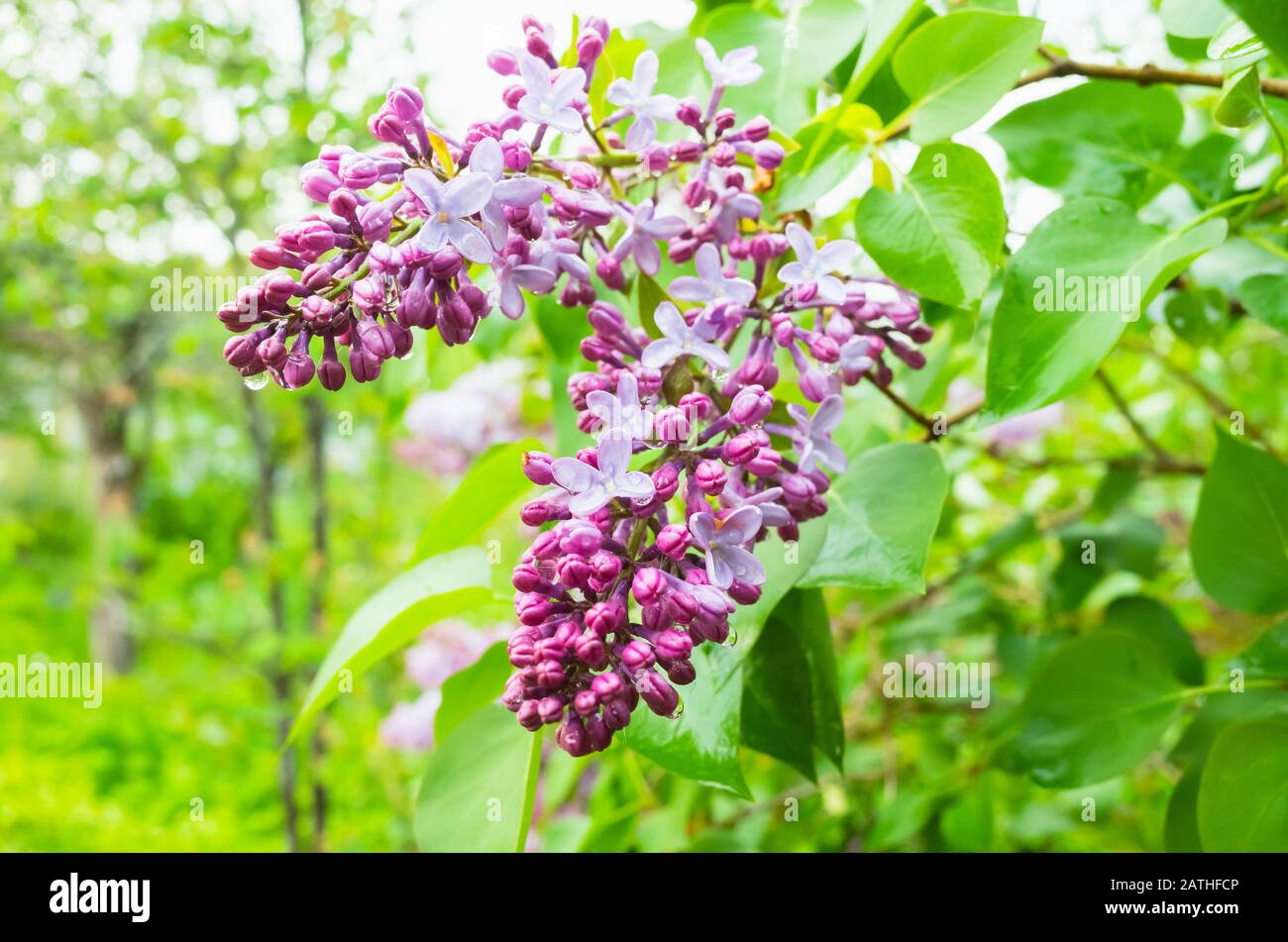 Wet leaves syringa lilac hi-res stock photography and images - Alamy