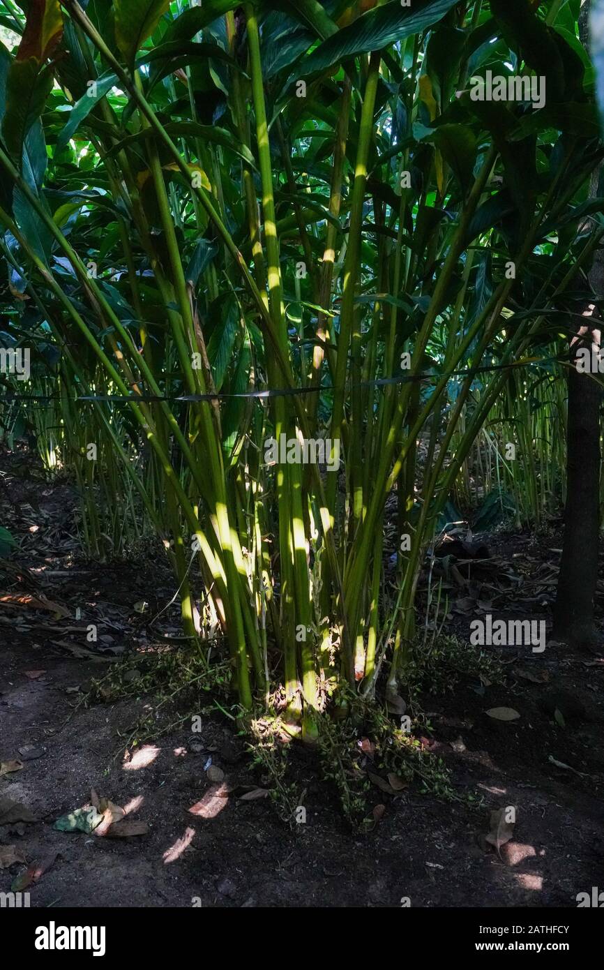 Cardamon plants. From a series of travel photos in Kerala, South India ...