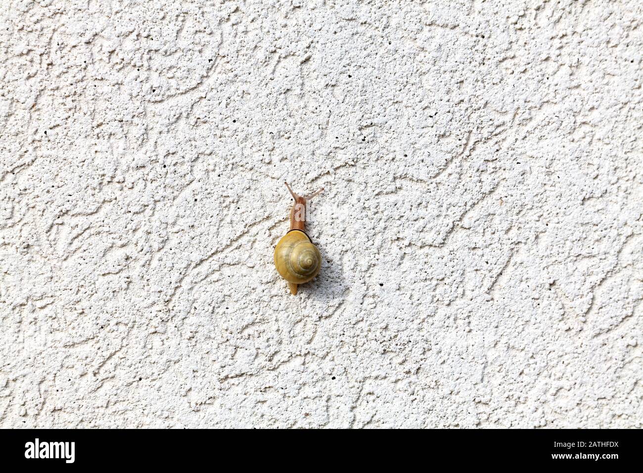 spiral snail is climbing up a plastered white wall Stock Photo - Alamy