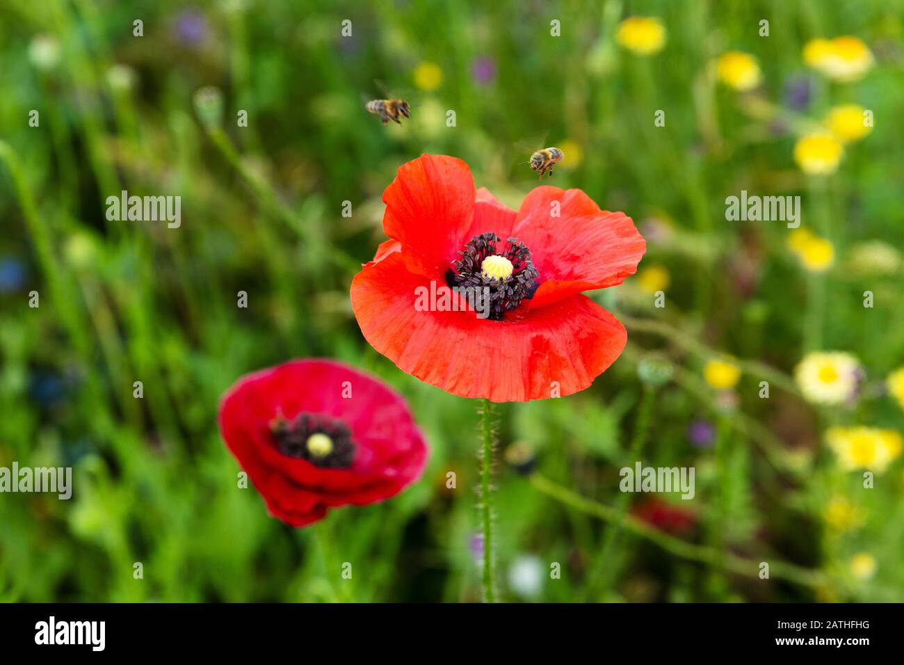Beautiful bright red poppies other hi-res stock photography and images ...