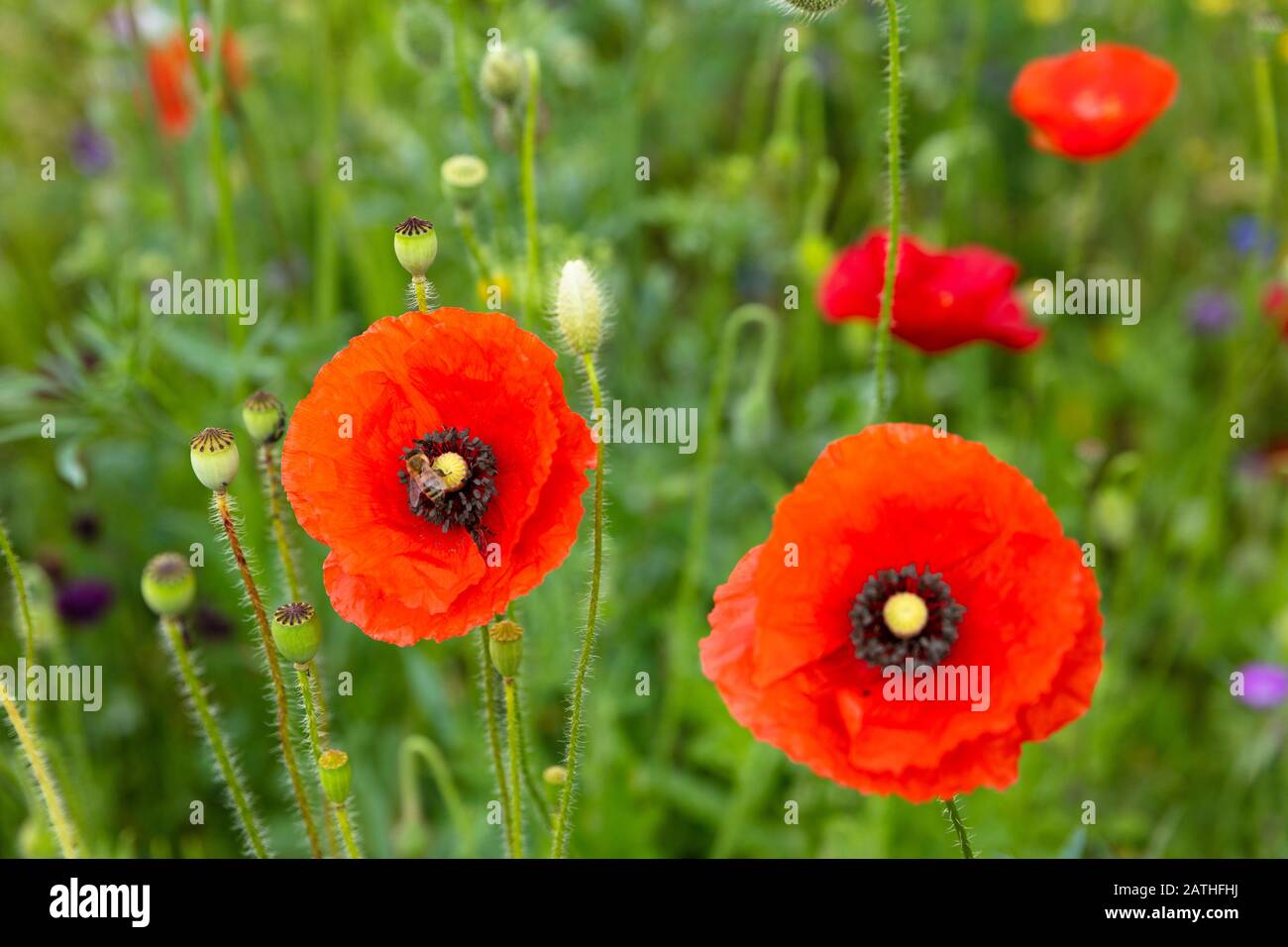 flower field with red poppies and other flowers Stock Photo - Alamy