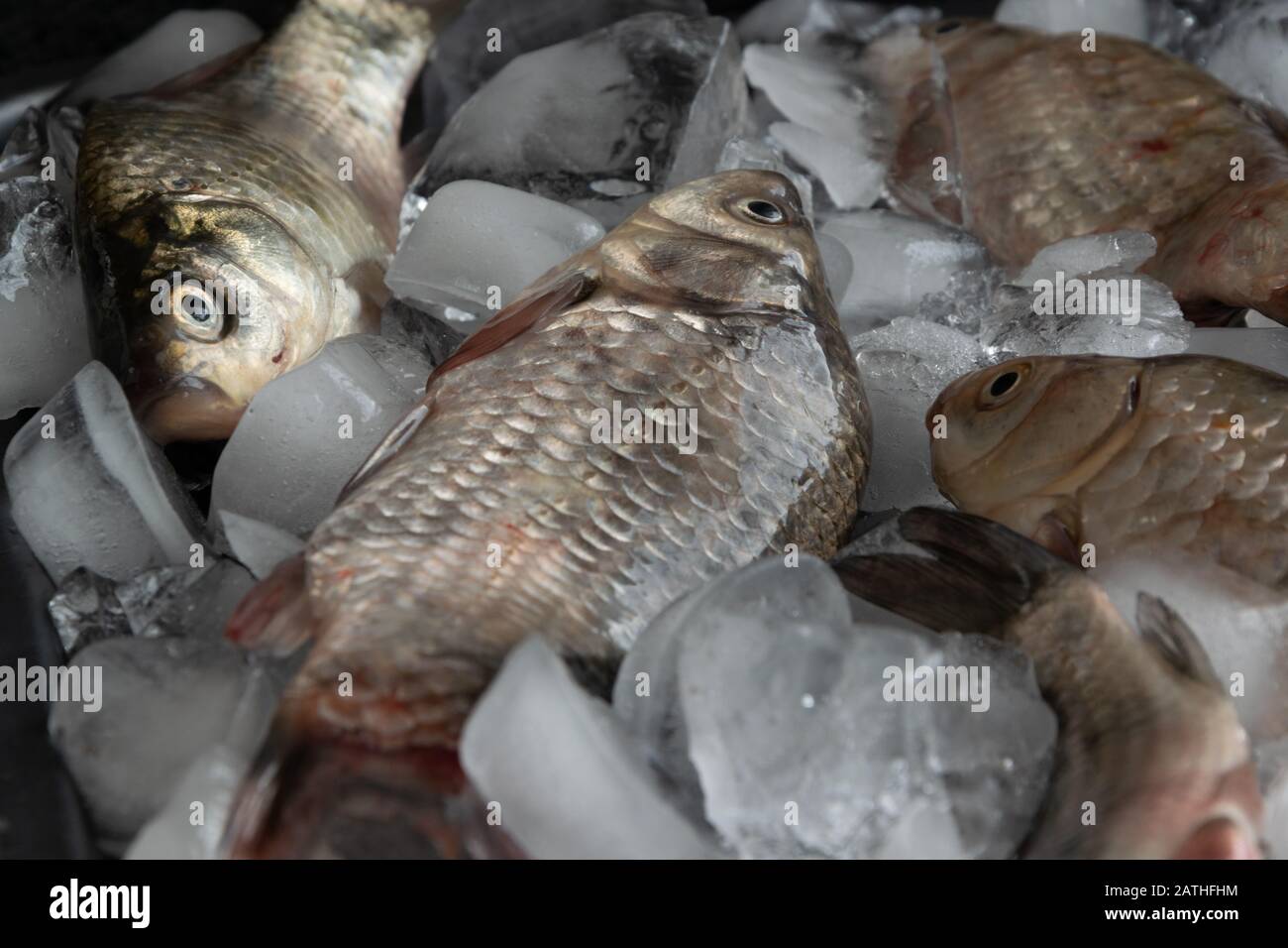 Close up view of raw fishes in ice. Fish market. Healthy eating ...