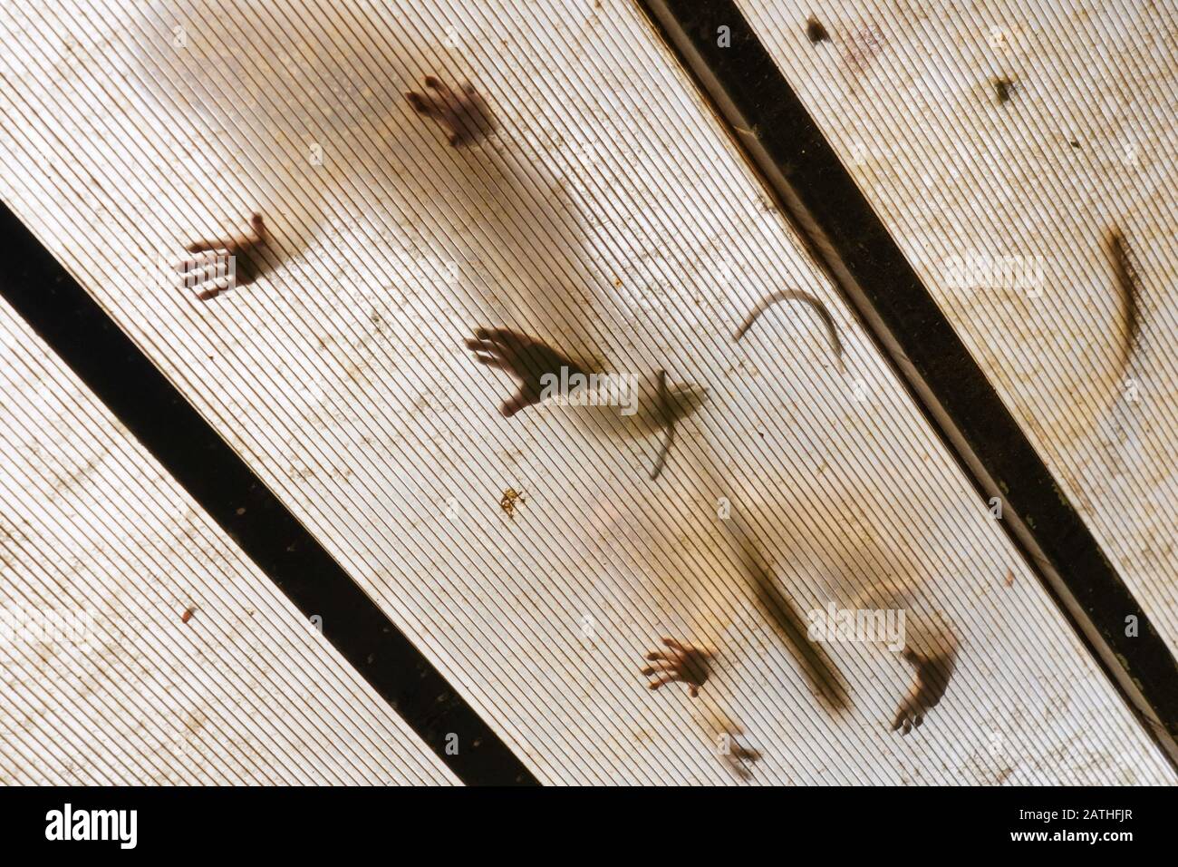 Monkey foot hi-res stock photography and images - Alamy