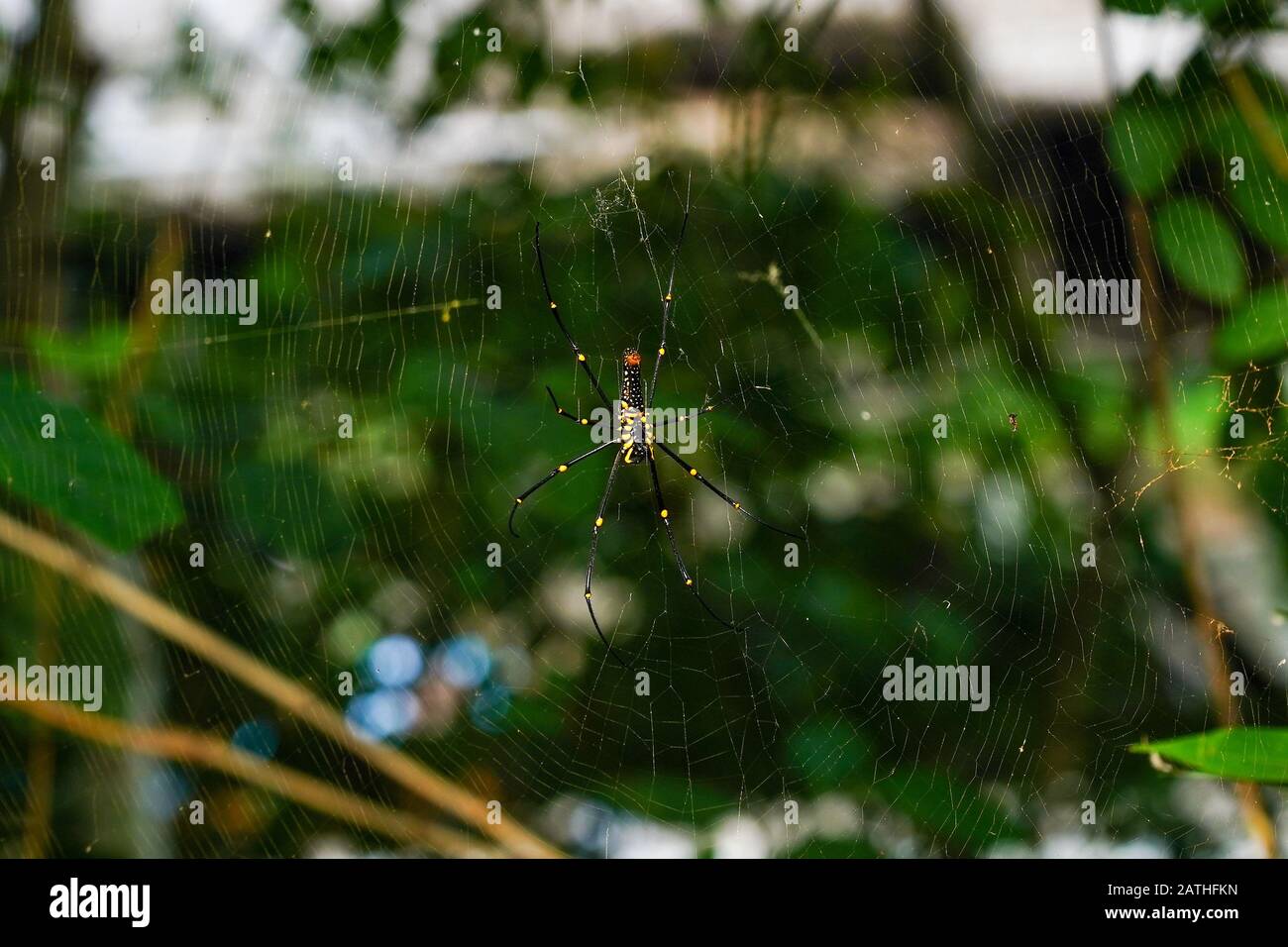 A giant wood spider. From a series of travel photos in Kerala, South ...