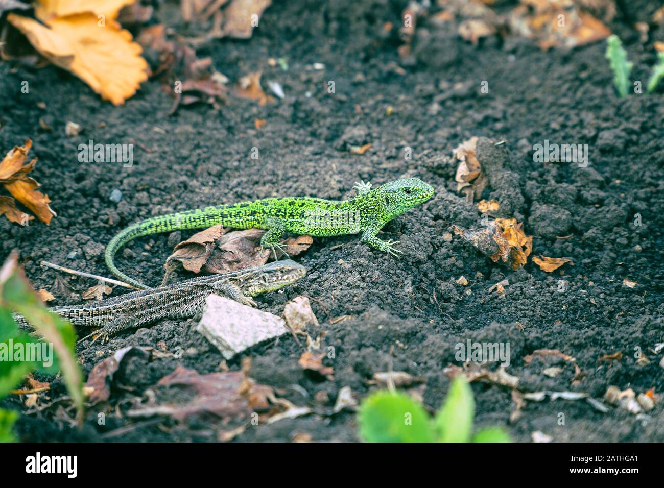 Aruba small lizard hi-res stock photography and images - Alamy