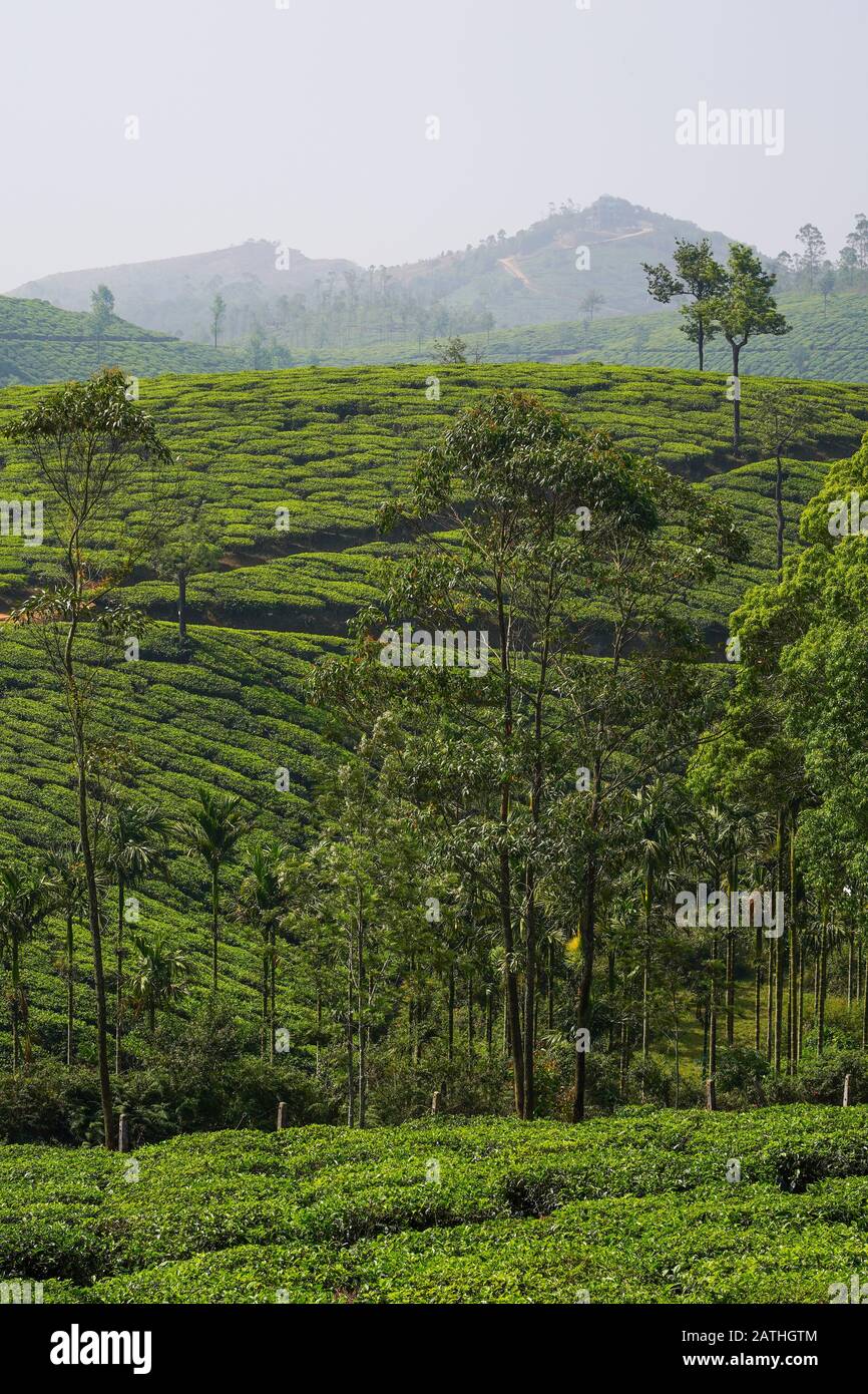 Alamy tea photography hi-res stock photography and images - Alamy